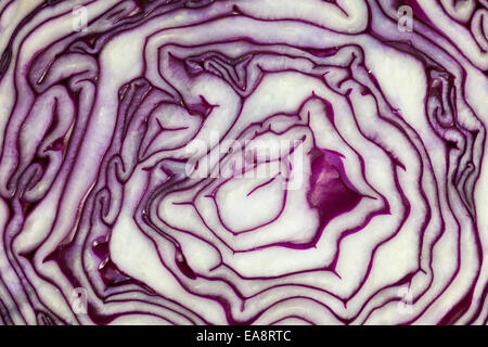 Red cabbage cross section Stock Photo - Alamy