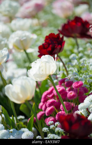 Pink flowers along Lake Geneva with the landmark Jet d’Eau or La Rade ...