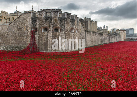 Remembrance Sunday poppy display at the Tower of London. Crowds gather ...