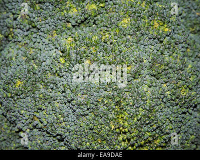 The macro close-up of fresh and green cereal ears with awns in the wind ...