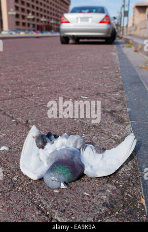 Dead pigeon on road - USA Stock Photo - Alamy
