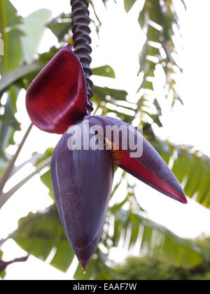 A Tree With Flower Stock Photo - Alamy