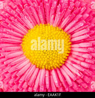 A closeup shot of a yellow daisy flower Stock Photo - Alamy