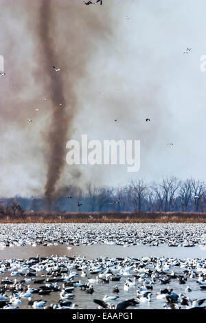 Fire devil forms in controlled burn during snow geese migration Stock ...