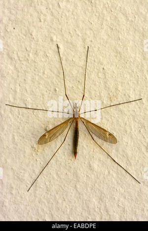 Crane fly or daddy long-legs, Tipula maxima, in front of white ...