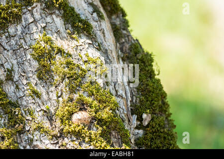 moss growing on the North Side of a tree Stock Photo - Alamy