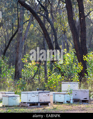 Beehive boxes in box-ironbark woodloand, Victoria, Australia Stock ...