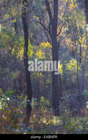 Beautiful Australian ironbark woodland backlit by the sun, Chiltern Box ...