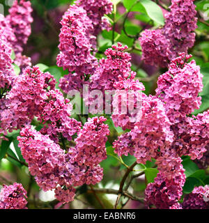 Pink purple lilac flowers in a wine glass placed on slice of tree trunk ...