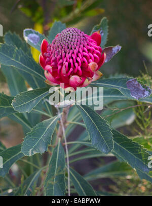 Waratah Flower, (Telopea) is an Australian-endemic genus, a native ...