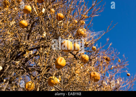 Abandoned dead and dying Orange trees that no longer have water to ...