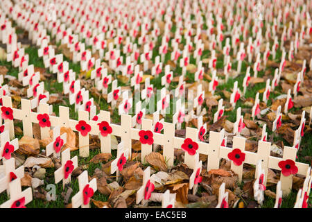 Remembrance Sunday background. Red Poppies growing in the Cotswolds UK ...