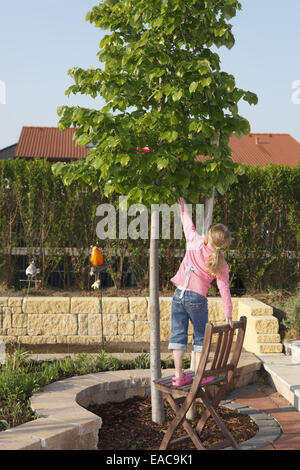 girl trying to catch something from a tree Stock Photo - Alamy