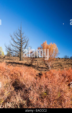 Foscheck, a fire retardant used on a wildfire in the Great Central ...