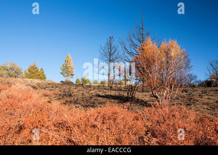 Foscheck, a fire retardant used on a wildfire in the Great Central ...