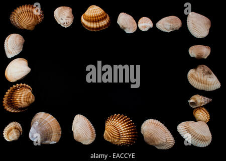 Sea shells photographed on floor Stock Photo - Alamy