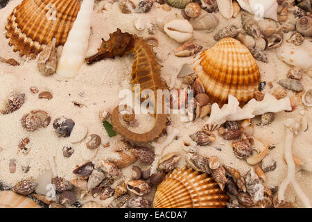 Sea shells photographed on floor Stock Photo - Alamy