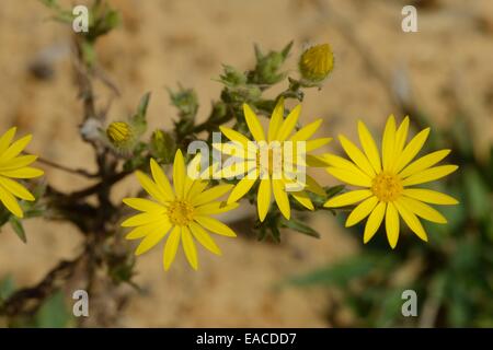 Sleepy Daisy (Xanthisma texanum Stock Photo - Alamy