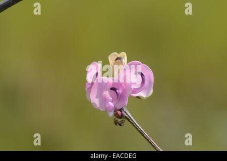 Slickseed wildbean, Strophostyles leiosperma Stock Photo - Alamy