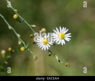 Roadside Aster - Aster exilis Stock Photo - Alamy