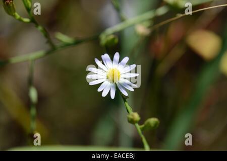 Roadside Aster - Aster exilis Stock Photo - Alamy