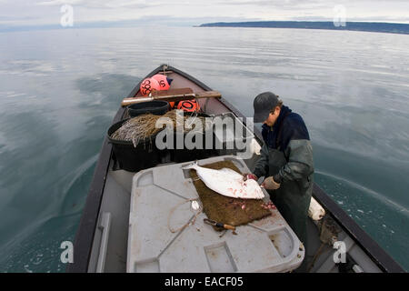 Commercial Halibut Fishing By Hand Using Longline Gear Out Of An Open ...