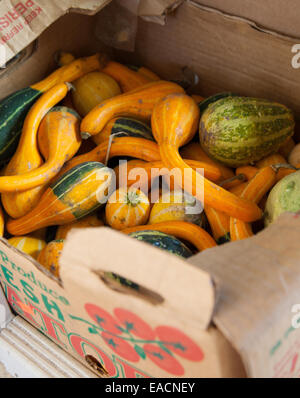 box full of squash Stock Photo - Alamy