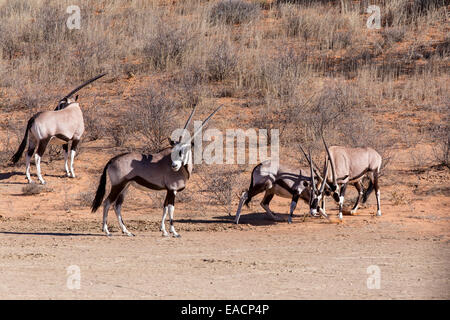 gemsbok oryx fight in the kalahari Stock Photo - Alamy