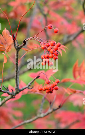 Japanese Rowan tree with red berries also known as Sorbus commixta ...