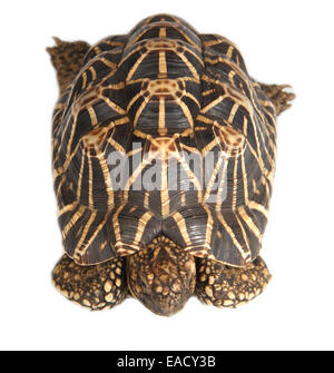 Reptiles, Turtles, Indian Star Tortoise Geochelone Elegans, india Stock ...