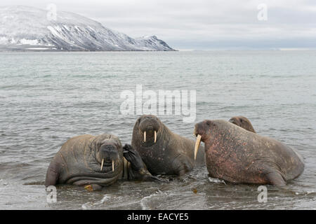 Pod of Walruses (Odobenus rosmarus) on a beach, Phippsøya, Sjuøyane ...