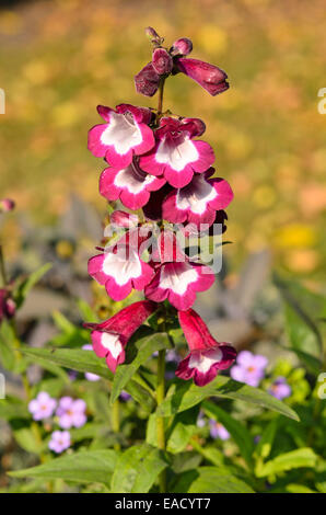 Penstemon "Phoenix Red Stock Photo - Alamy