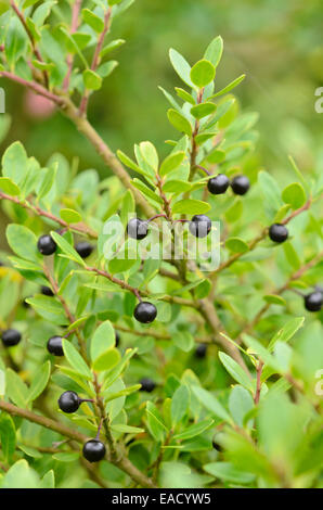 Ilex crenata, Japanese Holly, Box-leaved Holly Stock Photo - Alamy