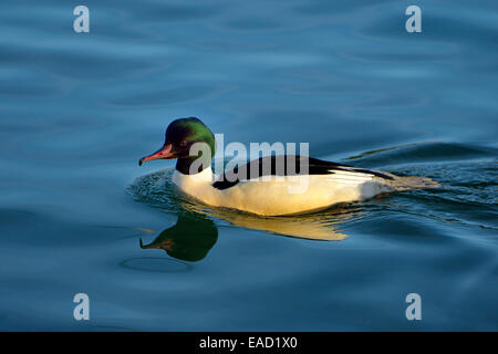 Drake Goosander (Mergus merganser) on a fast flowing river in the Peak ...