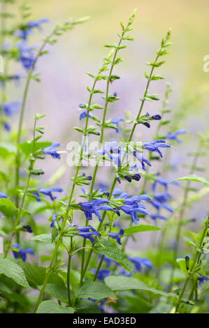 Salvia guaranitica Blue Enigma sage salvias Stock Photo - Alamy