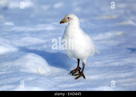 Snowy Sheathbill (Chionis alba) adult, standing on snow, Antarctic ...