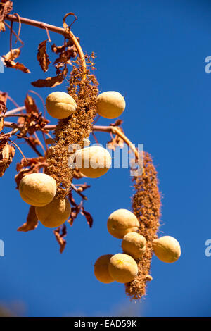 A shrivelled up shrub in the California drought Stock Photo - Alamy