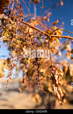 Dead and dying grape vines in Bakersfield, California, USA. Following ...