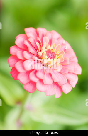 Pink zinnia, side view Stock Photo - Alamy