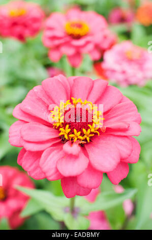 Pink zinnia, side view Stock Photo - Alamy