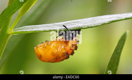 A yellow pupae hanging from a blade of grass Stock Photo - Alamy