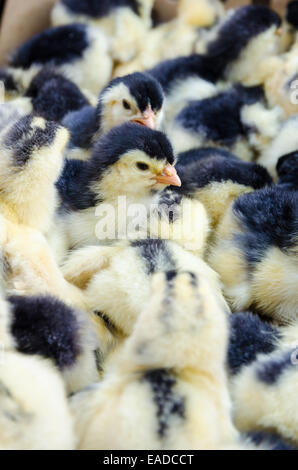 Many Newborn Baby Chicks at Poultry Farm Stock Photo - Alamy