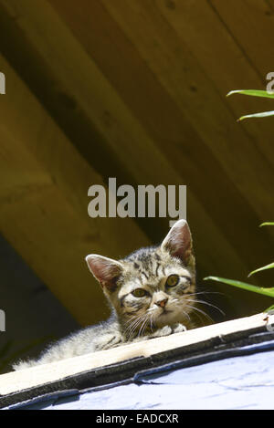 Young cat kitten, Austria, Lower Austria Stock Photo - Alamy