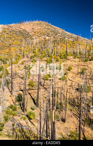 Wildfire at forest, burnt tree in flame Stock Photo - Alamy