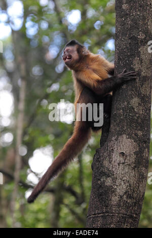A capuchin monkey or capuchin monkey (Cebus apella) climbing a tree in ...