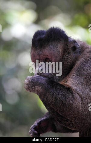 Tufted Capuchin Monkey eating fruit (Sapajus apella Stock Photo - Alamy