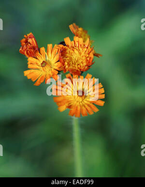 Pilosella aurantiaca, Fox-and-cubs, Orange Hawkweed / Hieracium ...