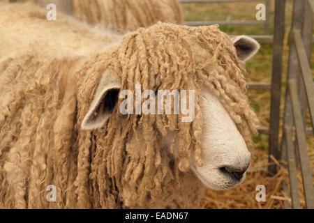 Lincoln Longwool Sheep Stock Photo - Alamy