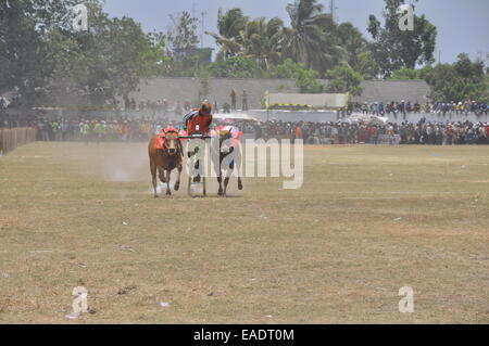 Karapan Sapi, the traditional bulls race from Madura, East Java ...