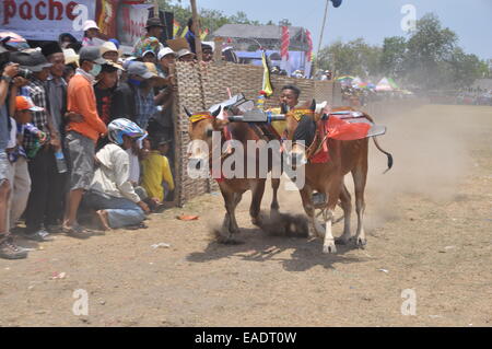 Karapan Sapi, the traditional bulls race from Madura, East Java ...